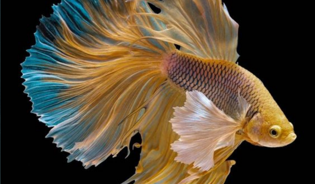 FORMULÁRIO DE JUSTIFICATIVA DE FALTAS https://forms.gle/nBHoEmfAze7ZHfL66