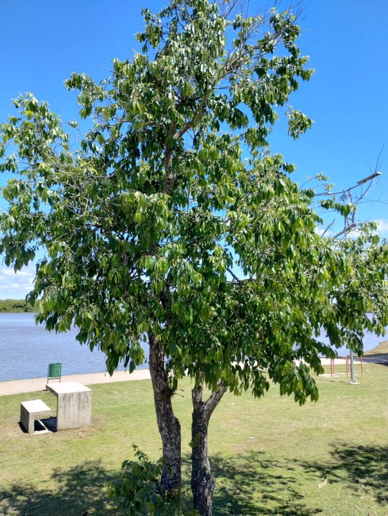 CAMBARÁ (Português)